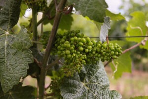 Our Wines - Cranborne Lodge