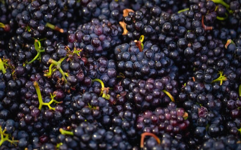 Our Wines - Cranborne Lodge